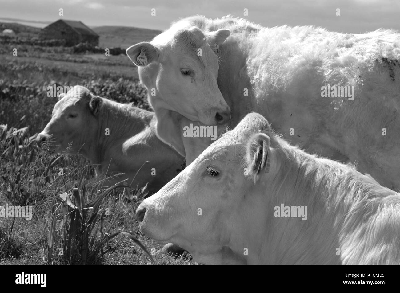 Cow farms Black and White Stock Photos & Images - Alamy