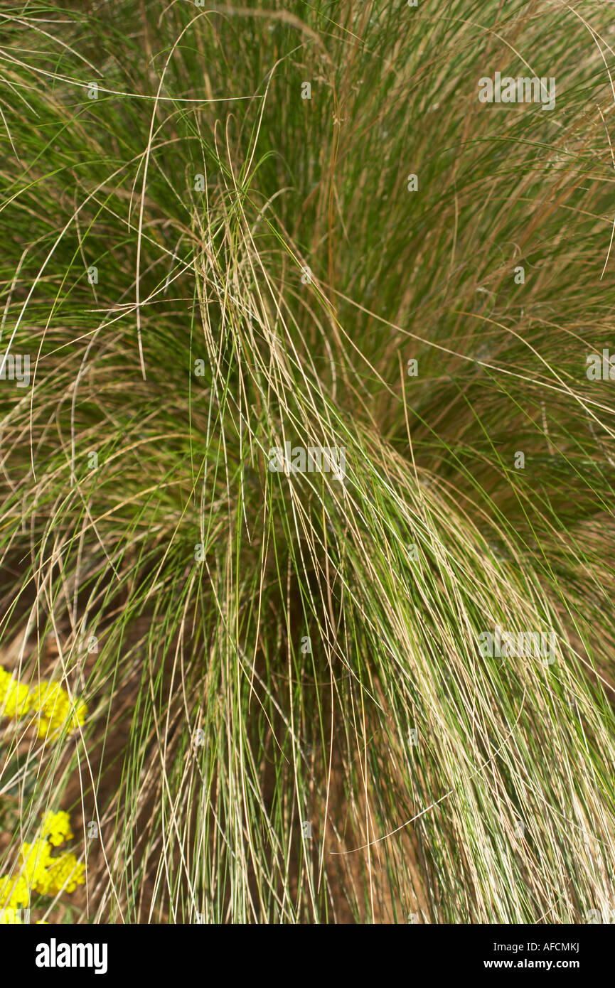Nassella tenuissima - Mexican Feather Grass Stock Photo - Alamy