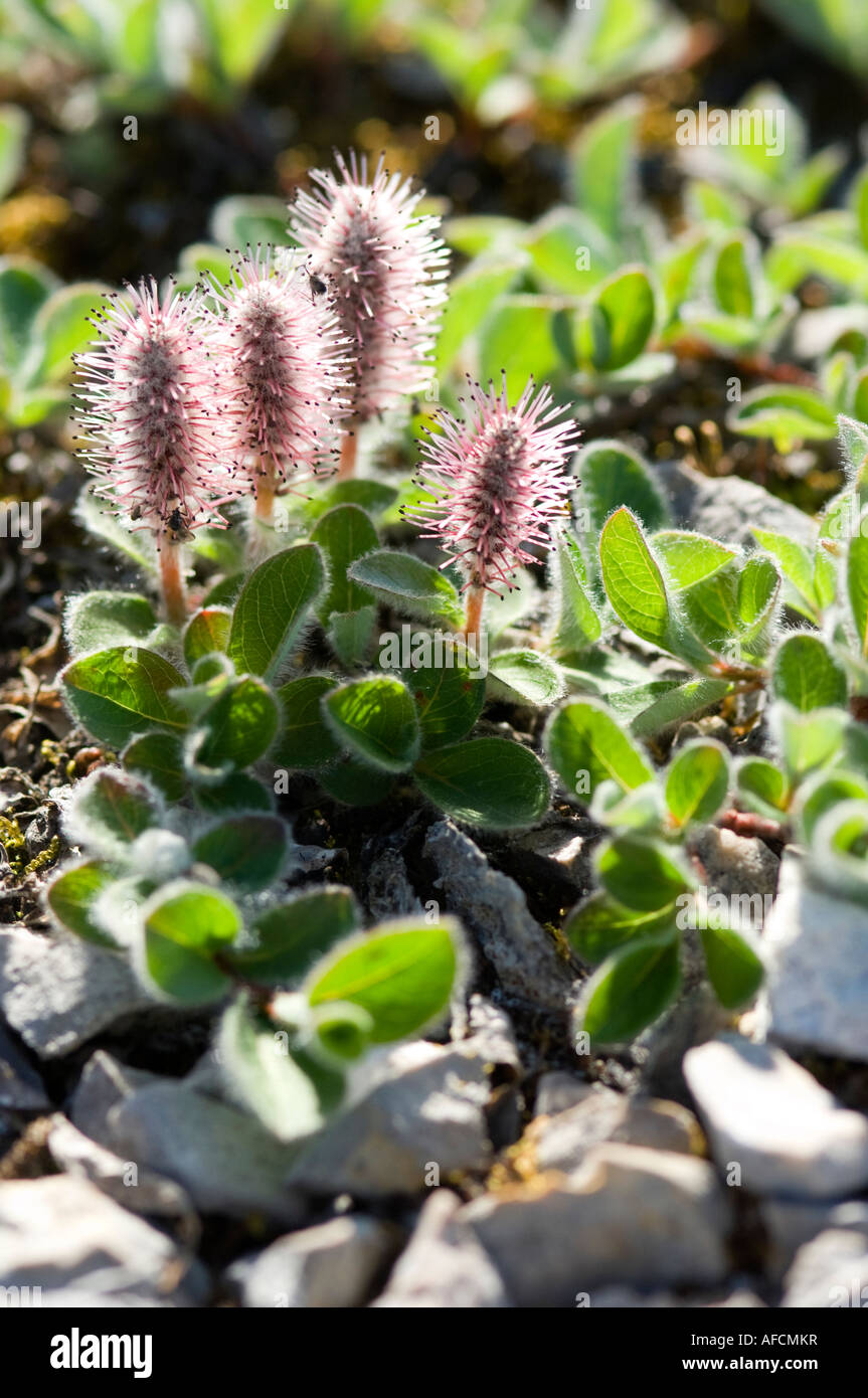 Arctic willow salix arctica hi-res stock photography and images - Alamy
