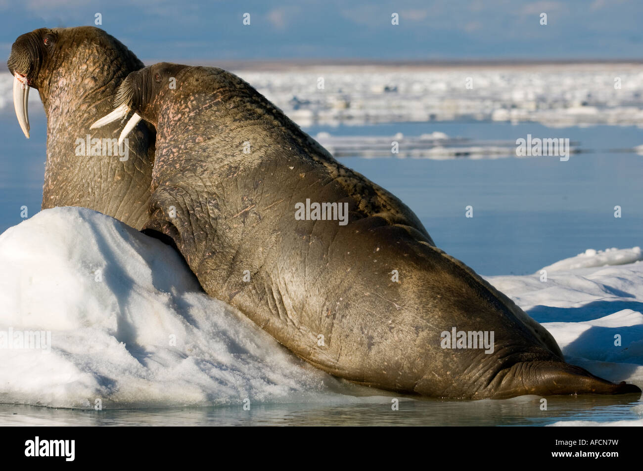 Walruses and two hi-res stock photography and images - Alamy