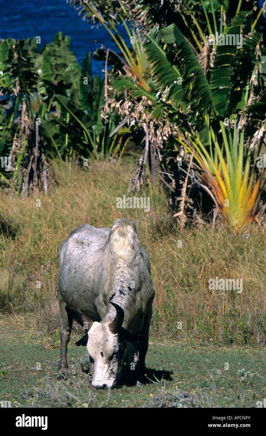 Zebu hi-res stock photography and images - Alamy