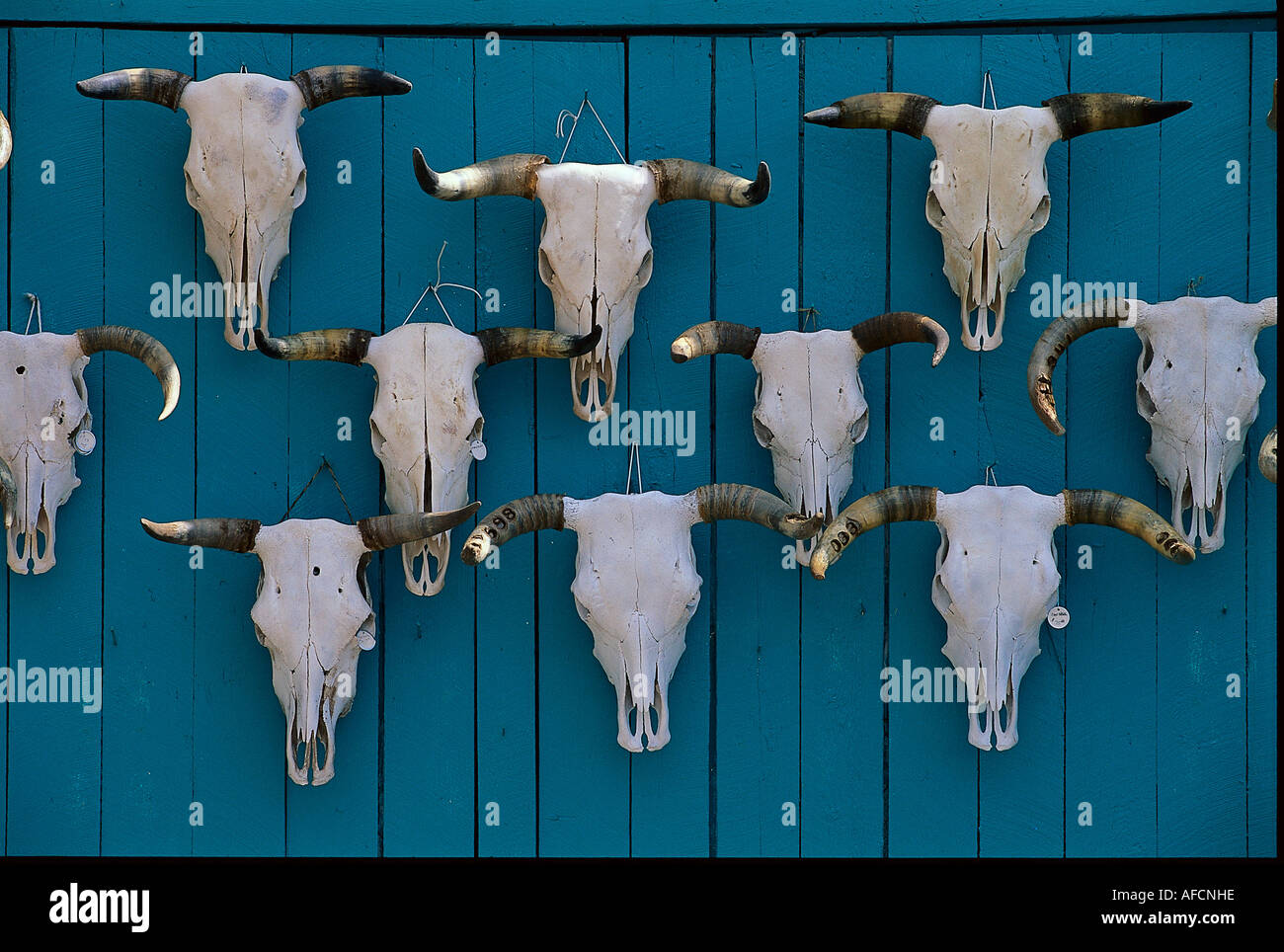 New mexico taos animal skulls hi-res stock photography and images - Alamy