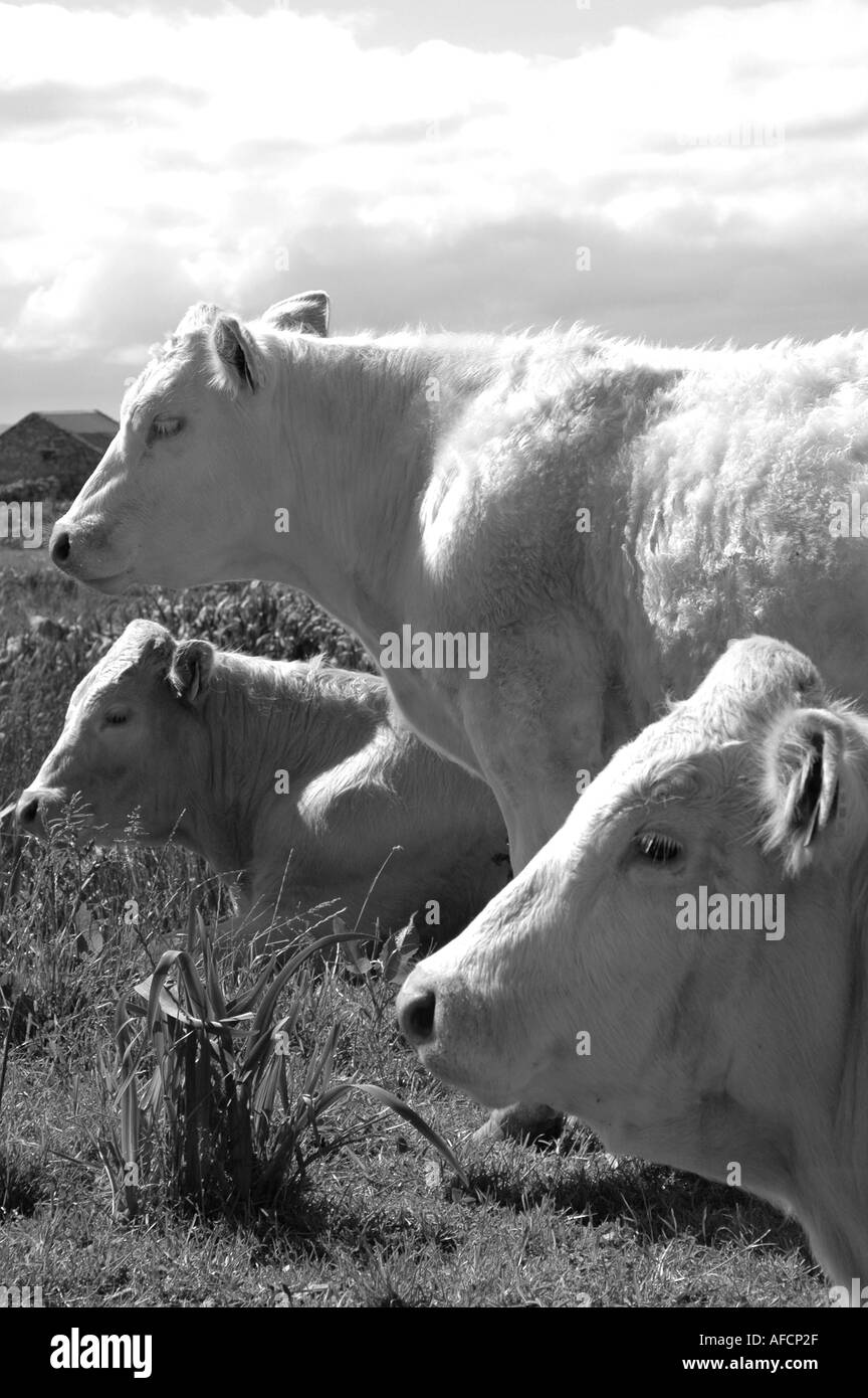 Three cows Ireland Stock Photo - Alamy