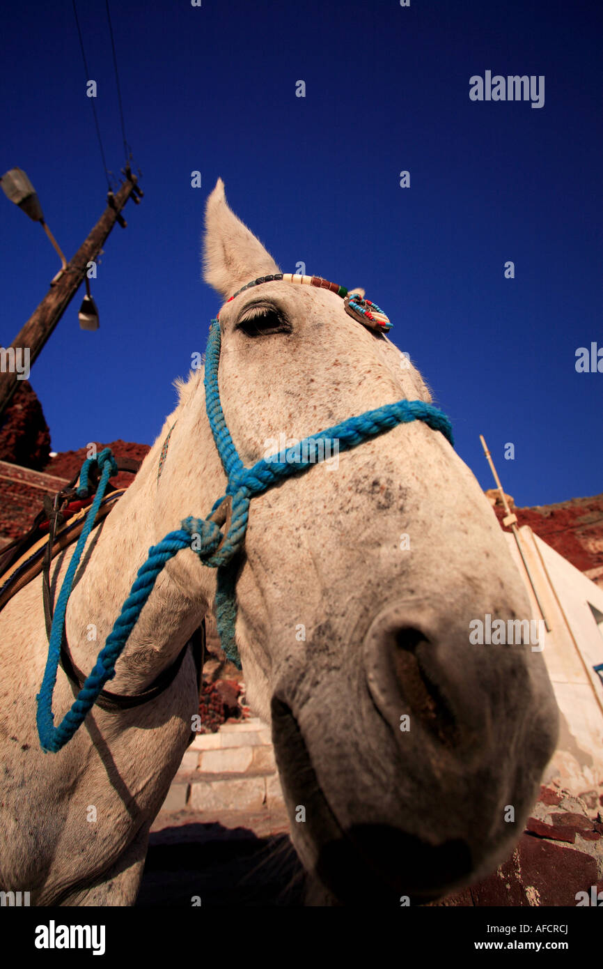 Donkey carrying heavy load hi-res stock photography and images - Alamy