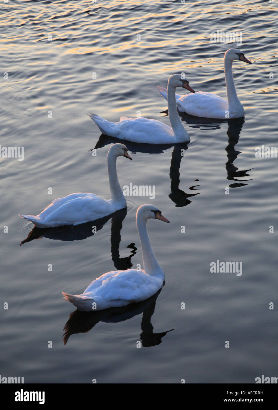 A group of four swans on the water Stock Photo - Alamy
