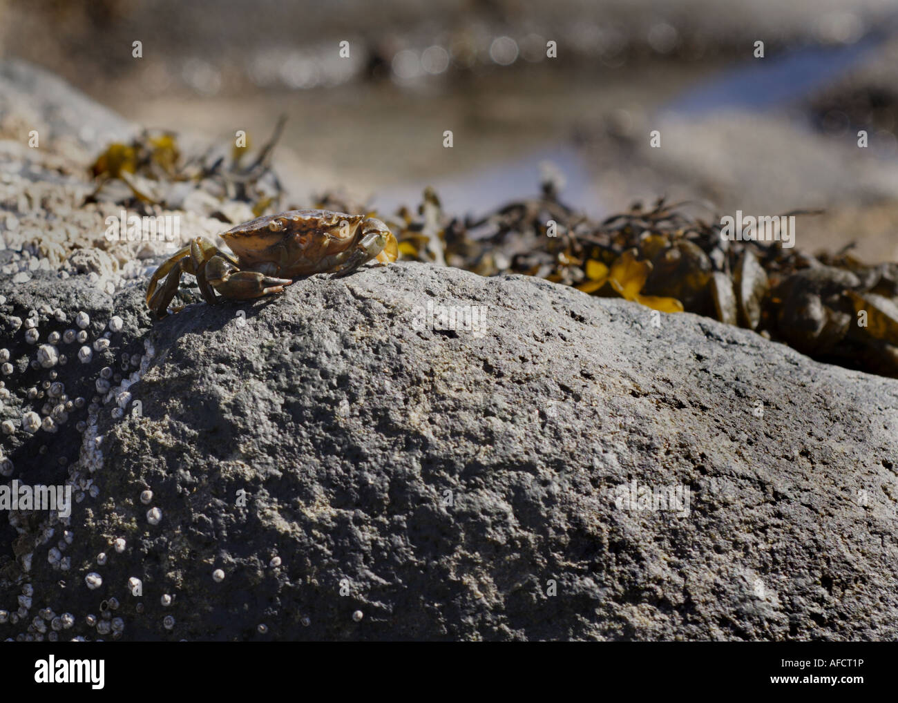 A small crab sitting on a rock by the ocean Stock Photo - Alamy
