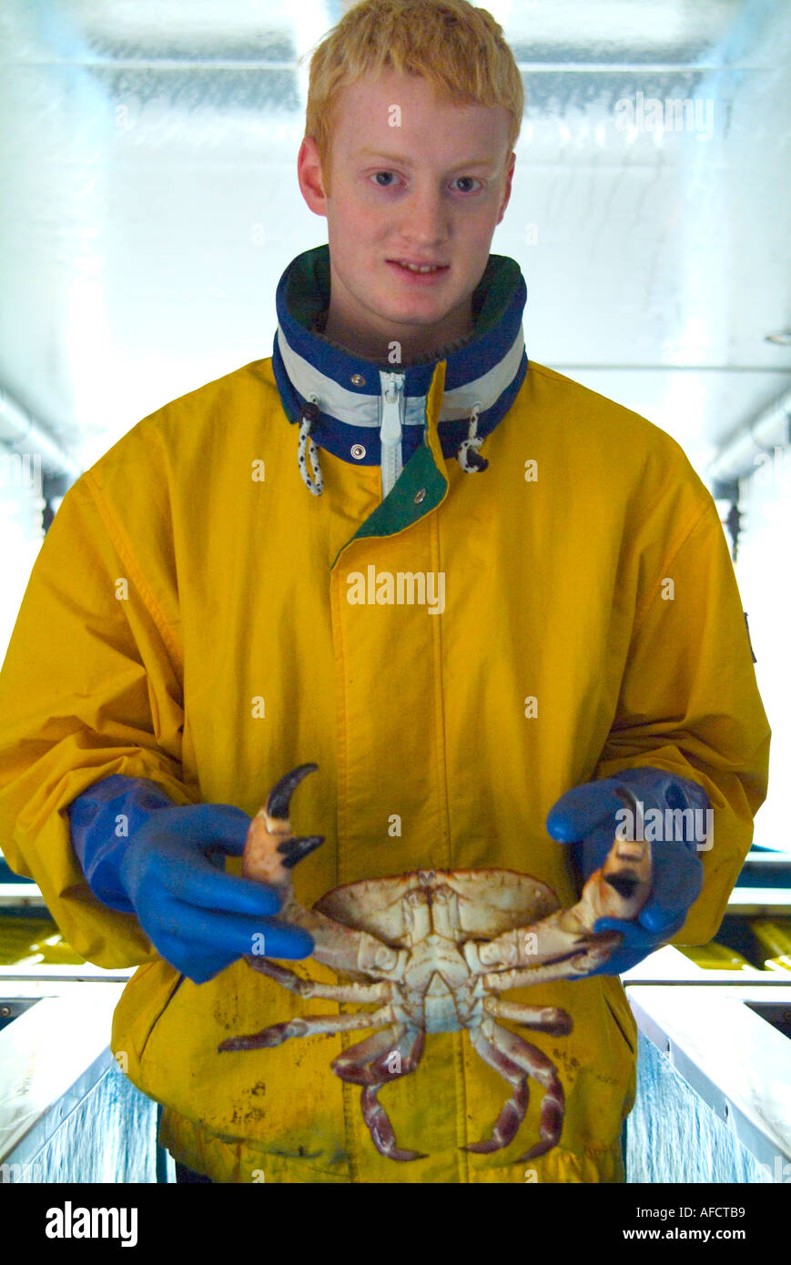 young distribution worker holding up scottish caught crab inside ...