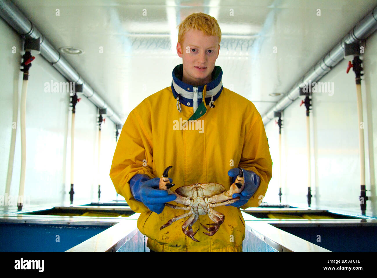 young distribution worker holding up scottish caught crab inside ...