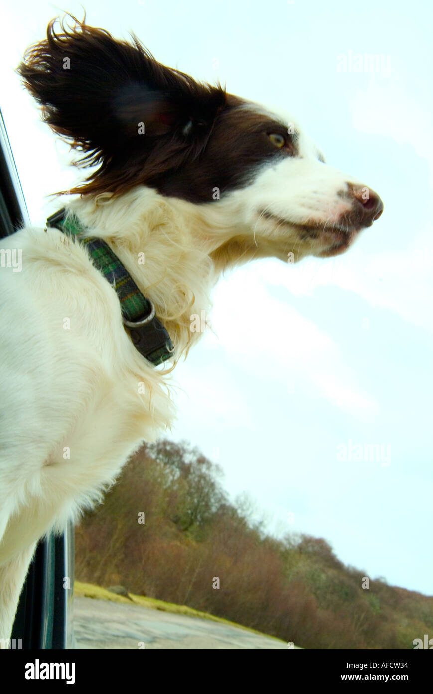 dog travelling in car with head out of window showing motion and ears ...