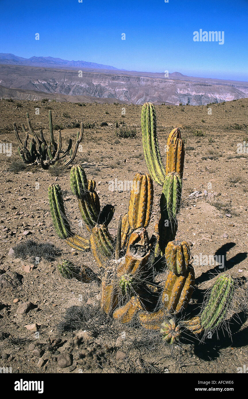 geography / travel, Chile, Atacama desert, cactuses, landscape, South America, cactus, SOAM ...