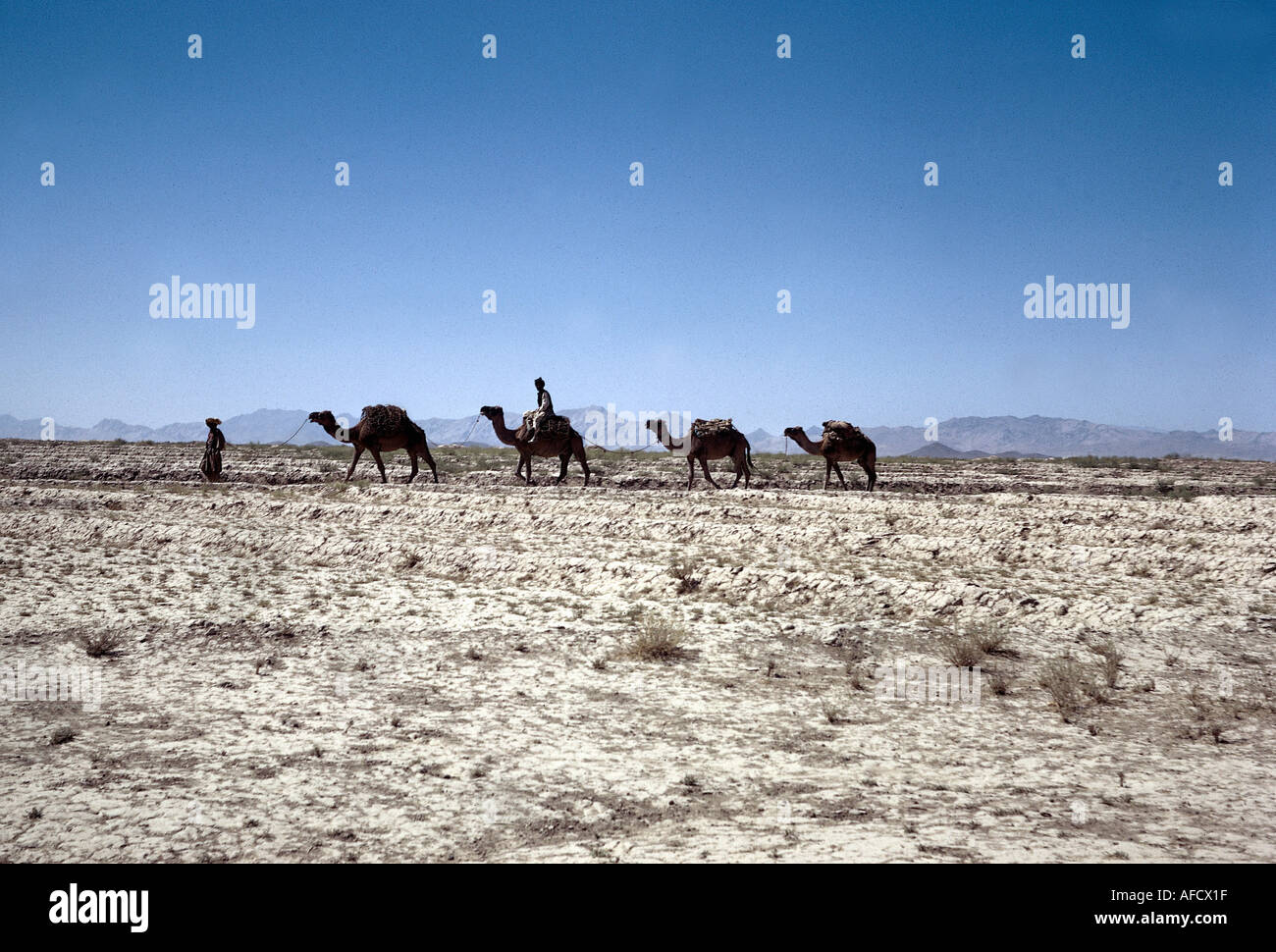 Afghanistan caravan camels hi-res stock photography and images - Alamy