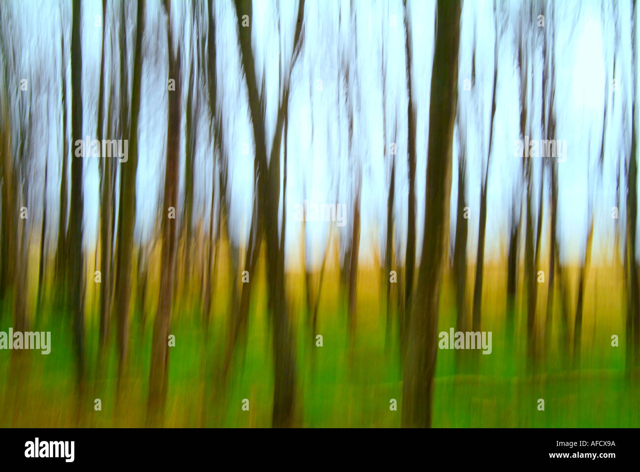 vertical panning image of trees in forest Stock Photo - Alamy