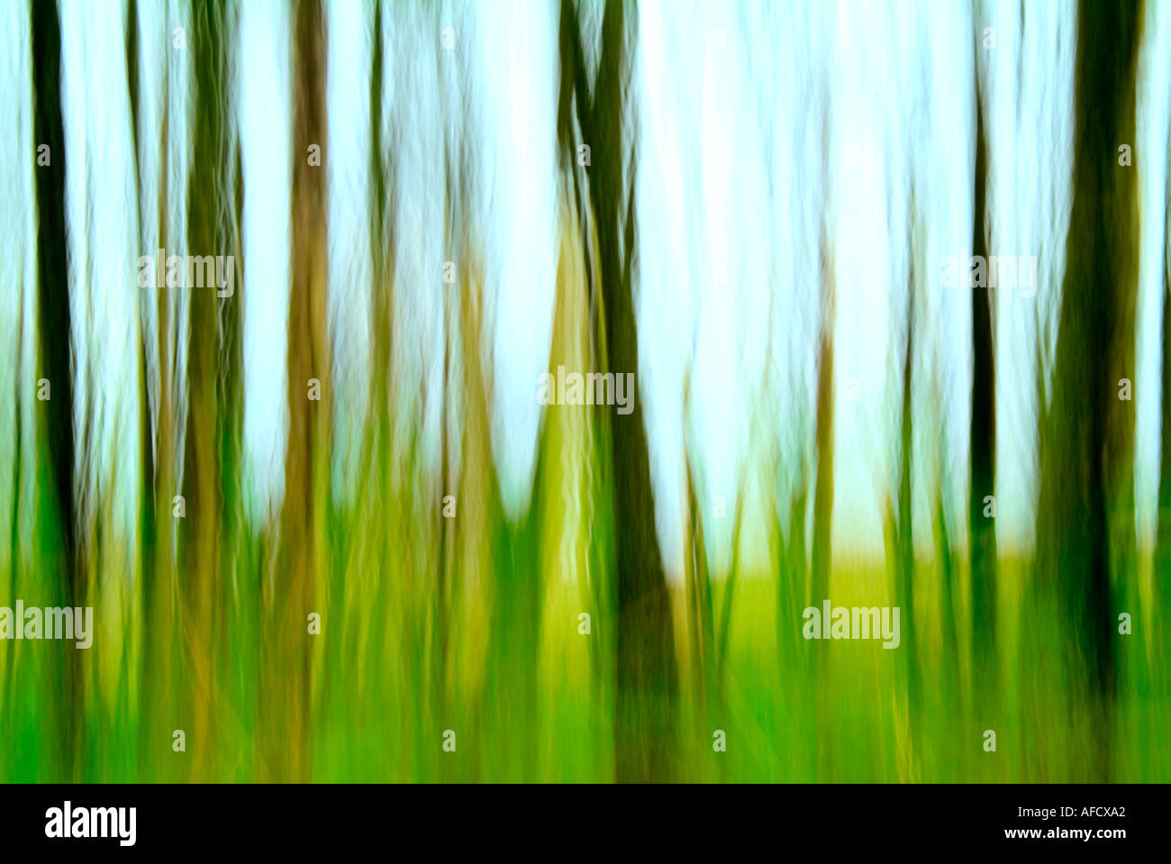 vertical panning image of trees in forest Stock Photo - Alamy