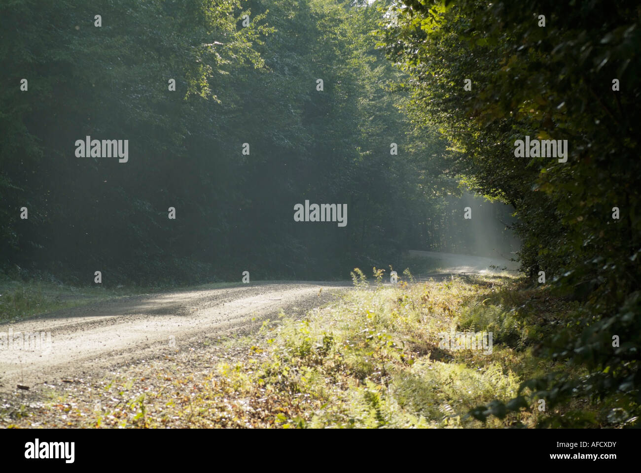 The sun breaks through the forest on Gale River Loop Road in the White ...