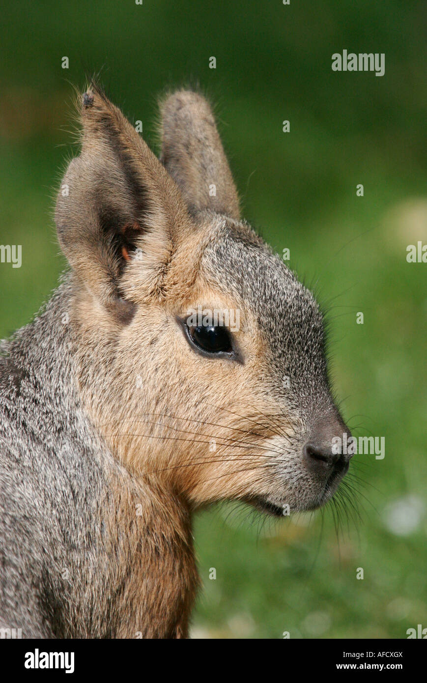 Mara Deer Kangeroo type antelope from South America Stock Photo - Alamy