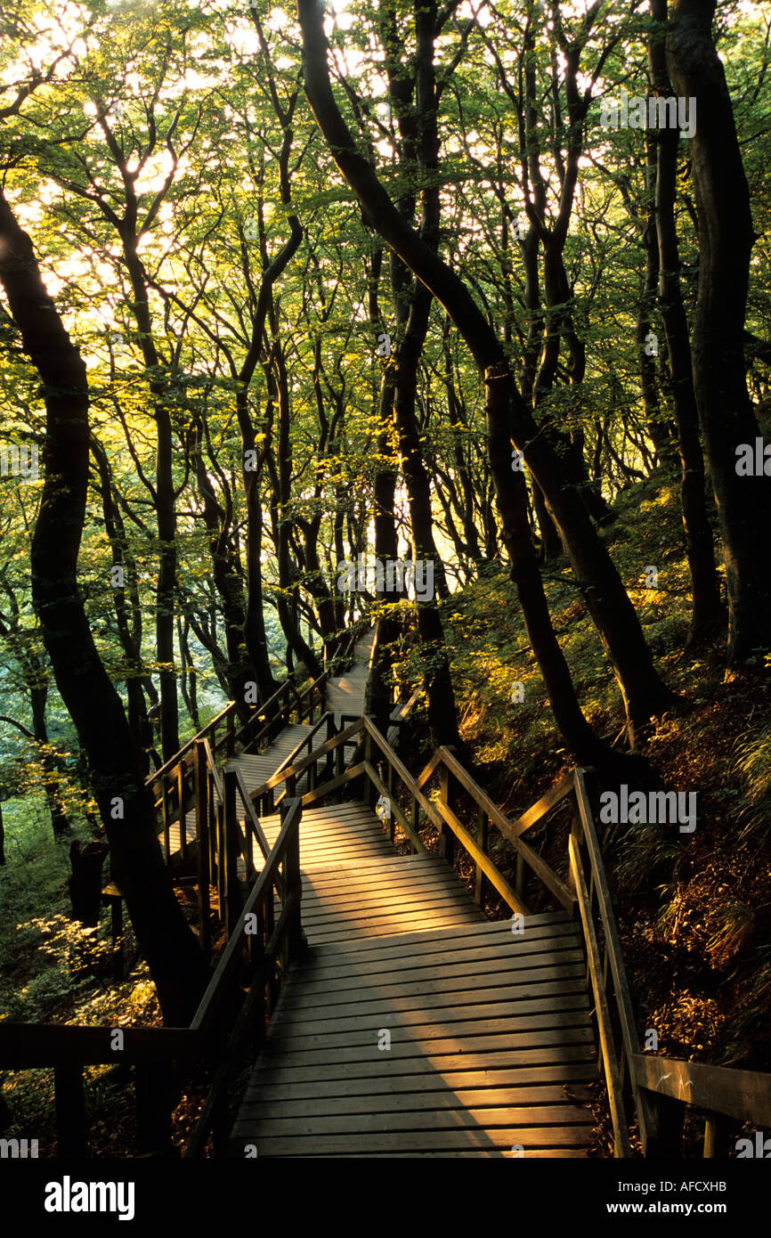 Stairway to the bottom of Mon Cliff, Mons Klint, Mon, Denmark Stock ...