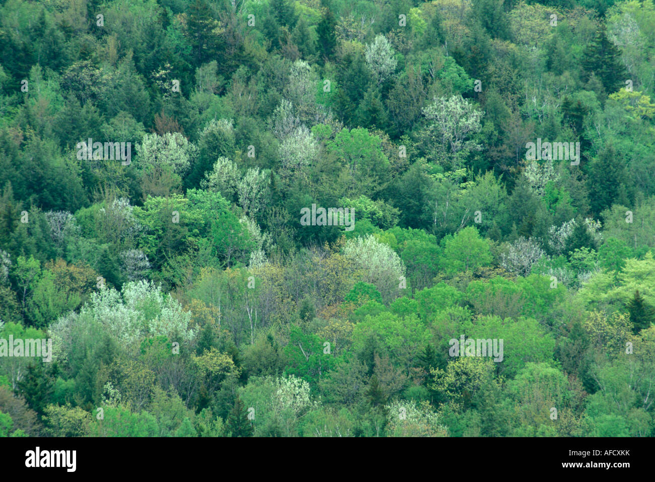White mountain national forest hi-res stock photography and images - Alamy