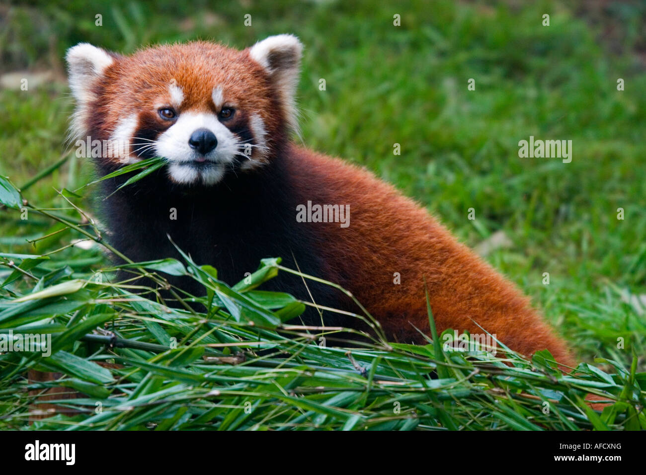 Red Panda Chengdu Panda Breeding Center Guanxi Province China Stock ...