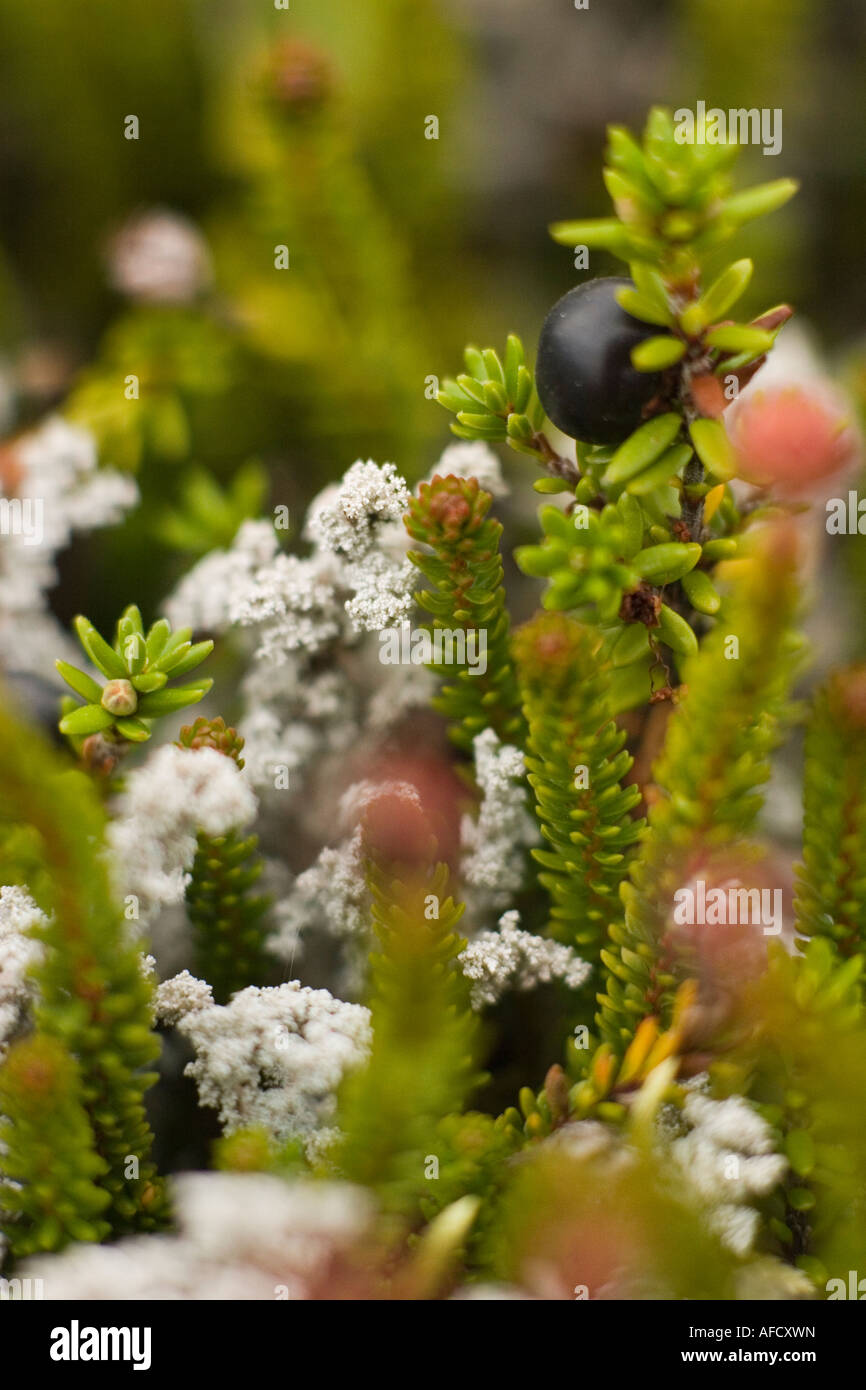Wild berries and moss, macro Stock Photo - Alamy