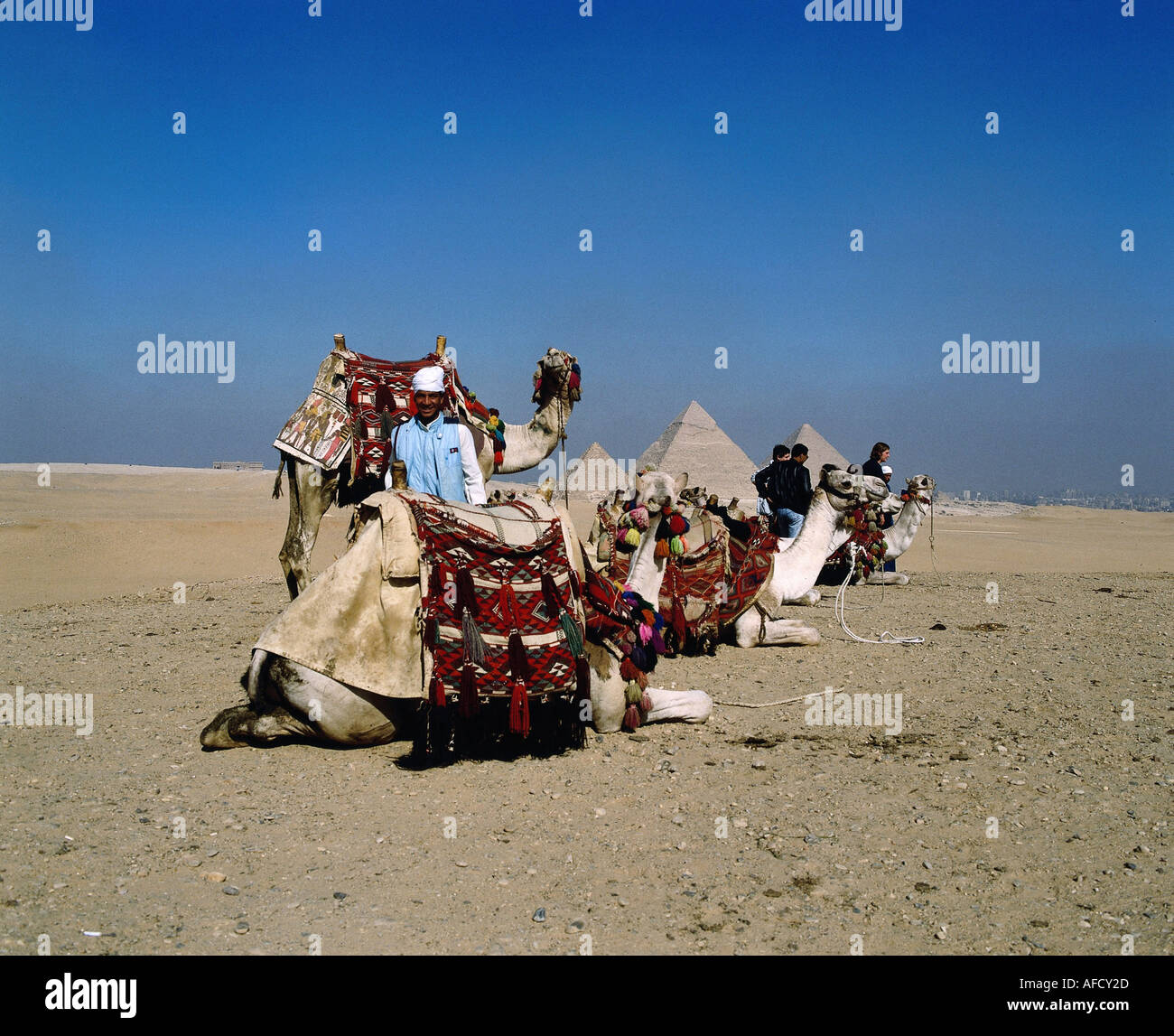 Camel cameleer egypt hi-res stock photography and images - Alamy