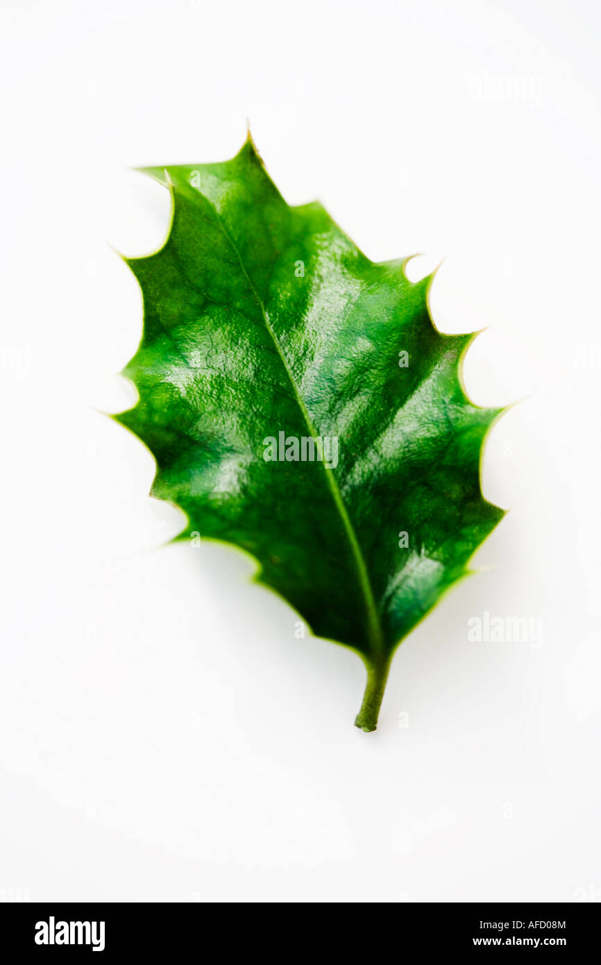 Close up of a single holly leaf against a white background Stock Photo ...