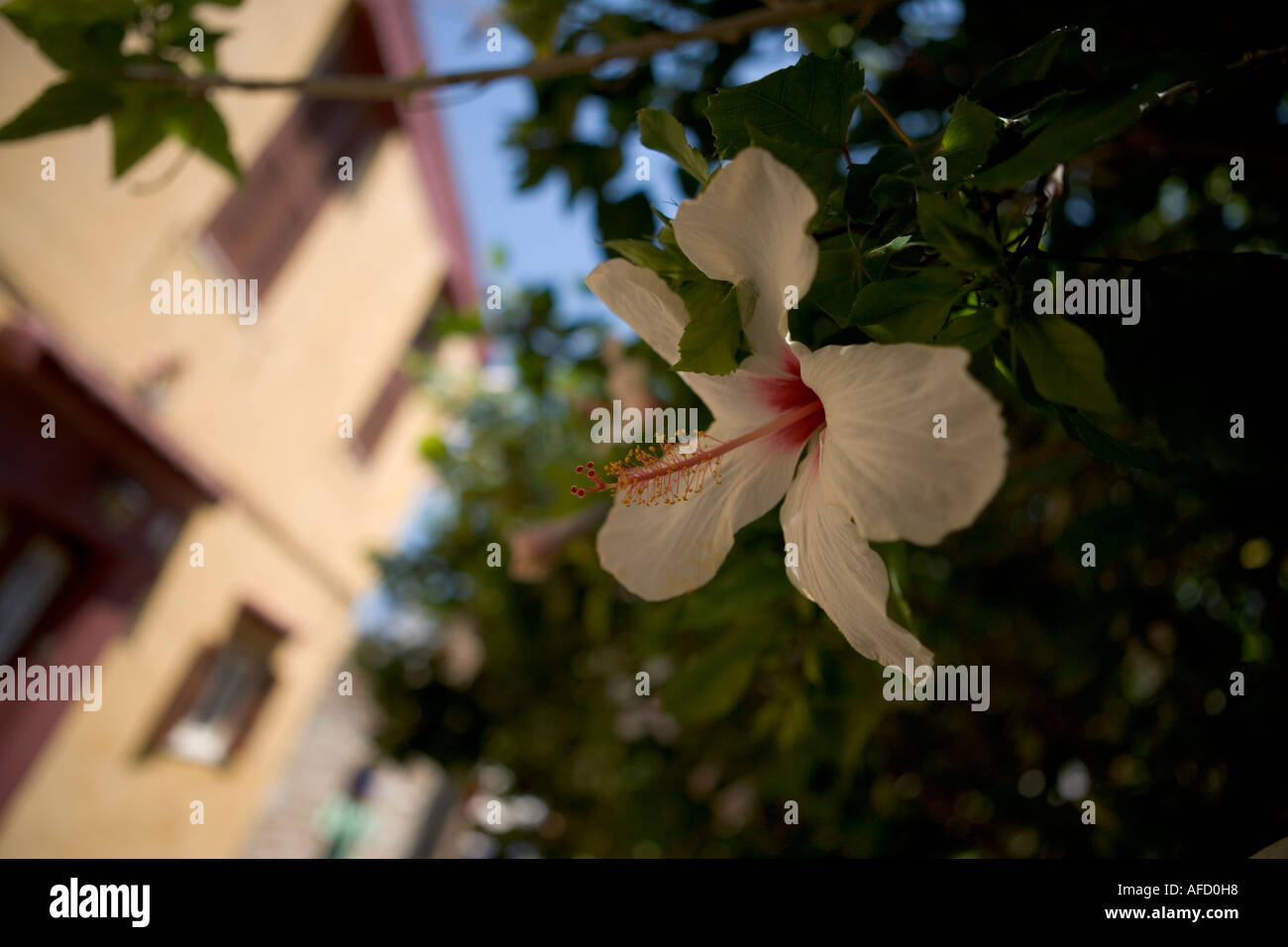 Hibiscus Flower, Old Town, Rhodes Greece Stock Photo - Alamy