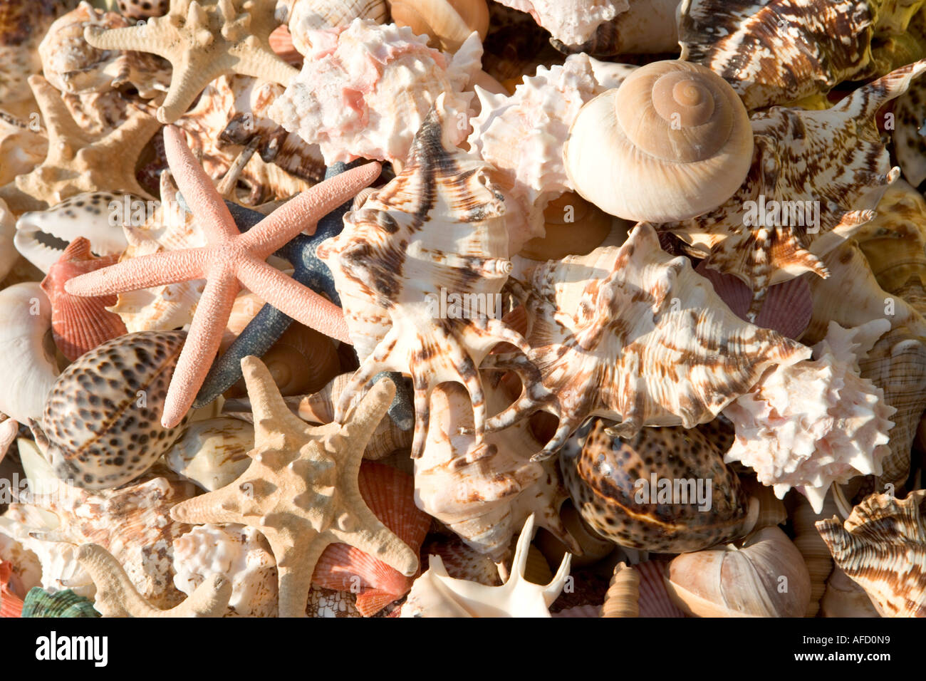 Sea Shells For Sale, Rhodes Harbor Rhodes, Greece Stock Photo - Alamy