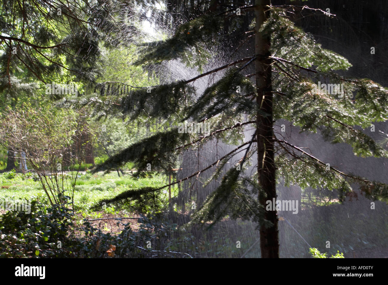 trees while spray irrigation Stock Photo - Alamy
