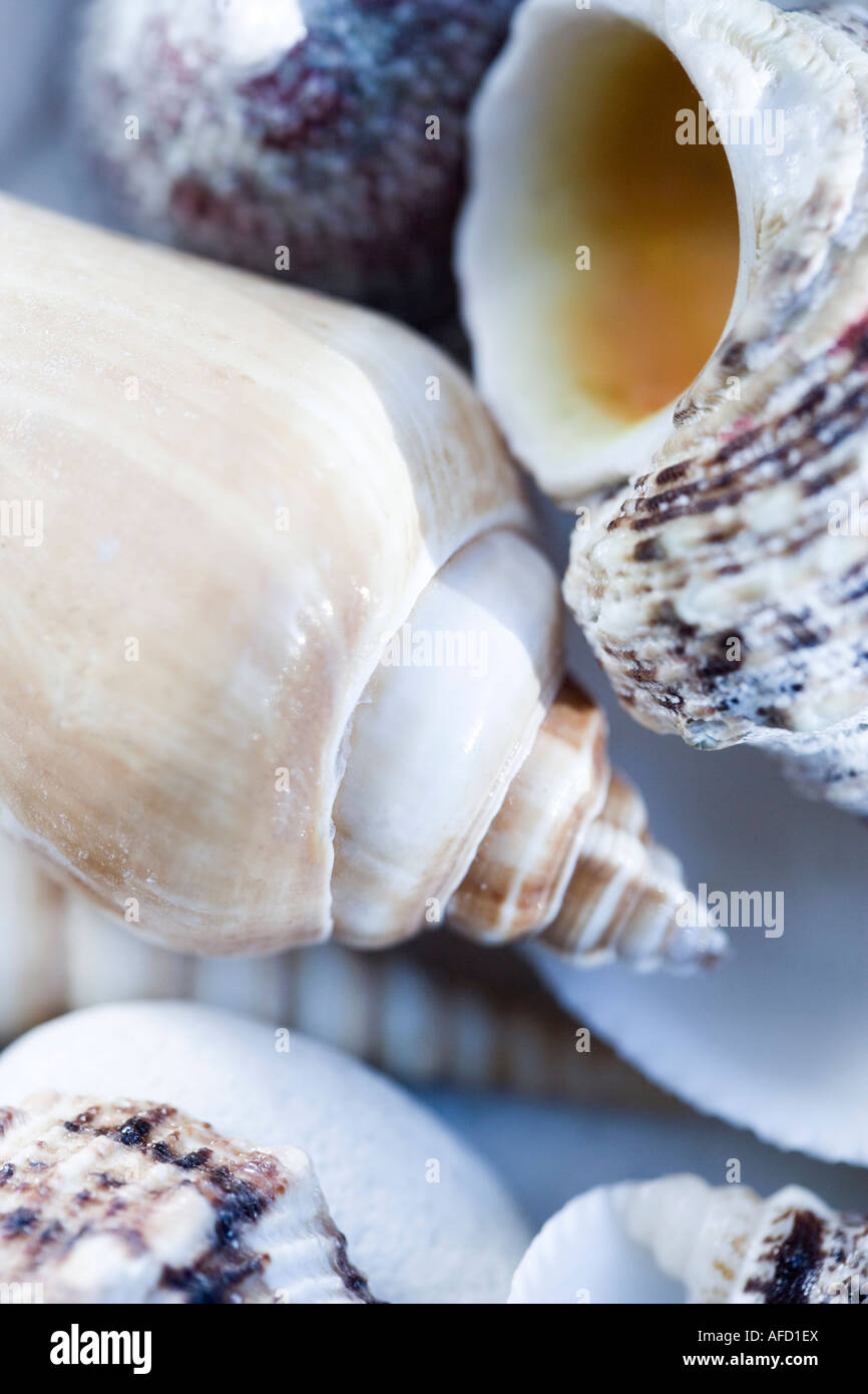 Image of sea shells hi-res stock photography and images - Alamy