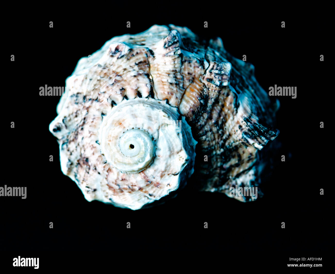 Black seashells vertical hi-res stock photography and images - Alamy