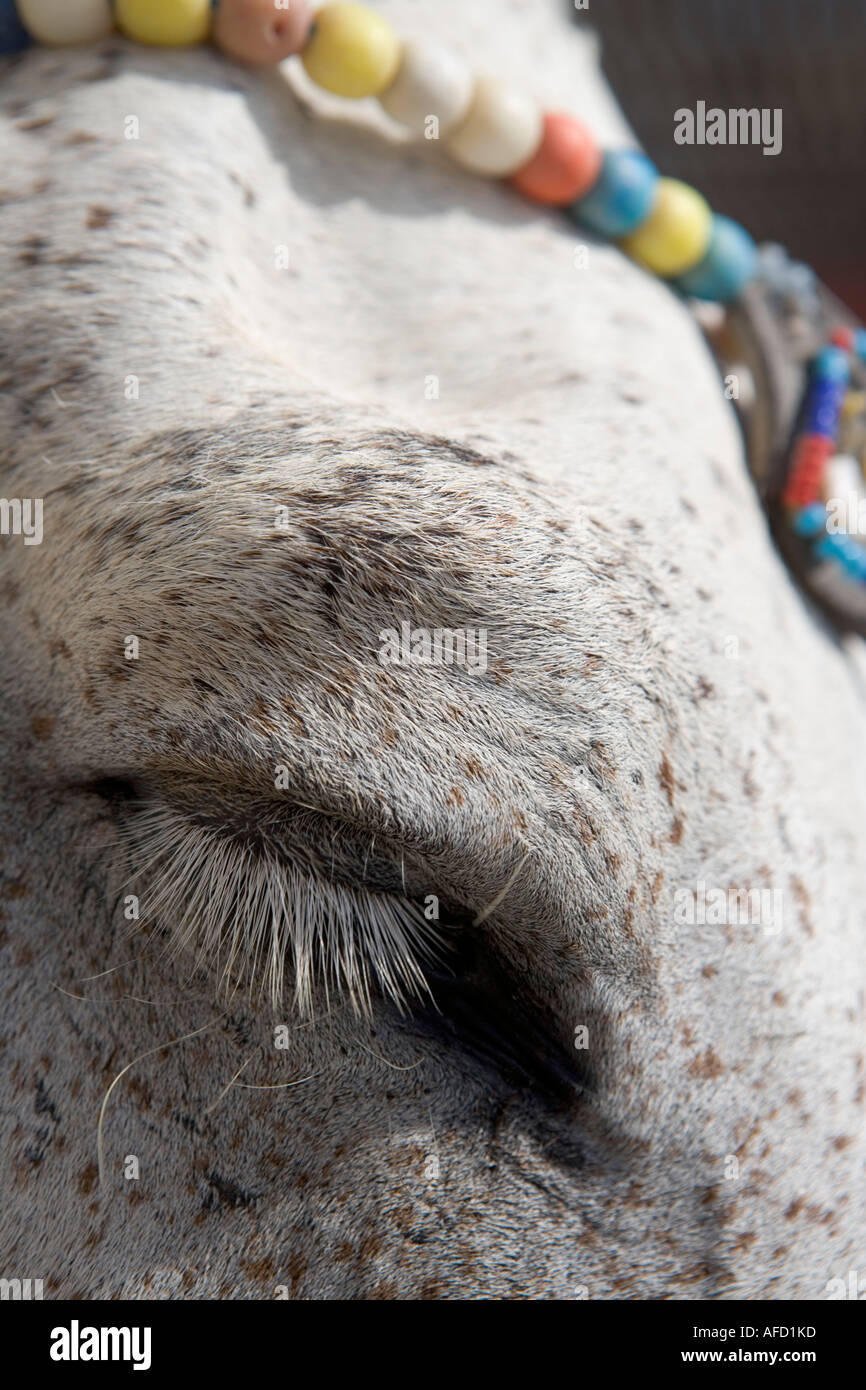 Donkey eye eyelash hi-res stock photography and images - Alamy