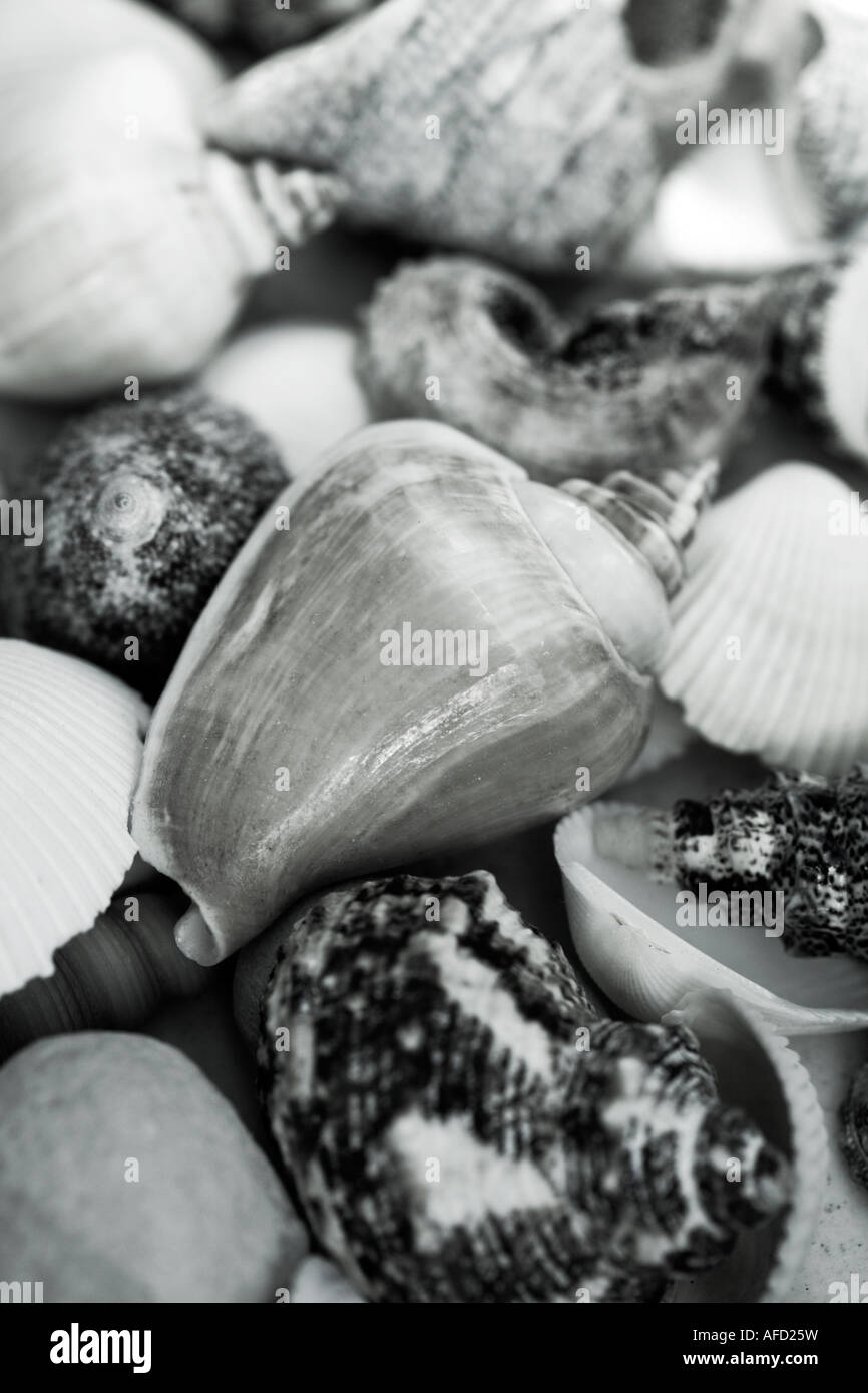 Black seashells vertical hi-res stock photography and images - Alamy