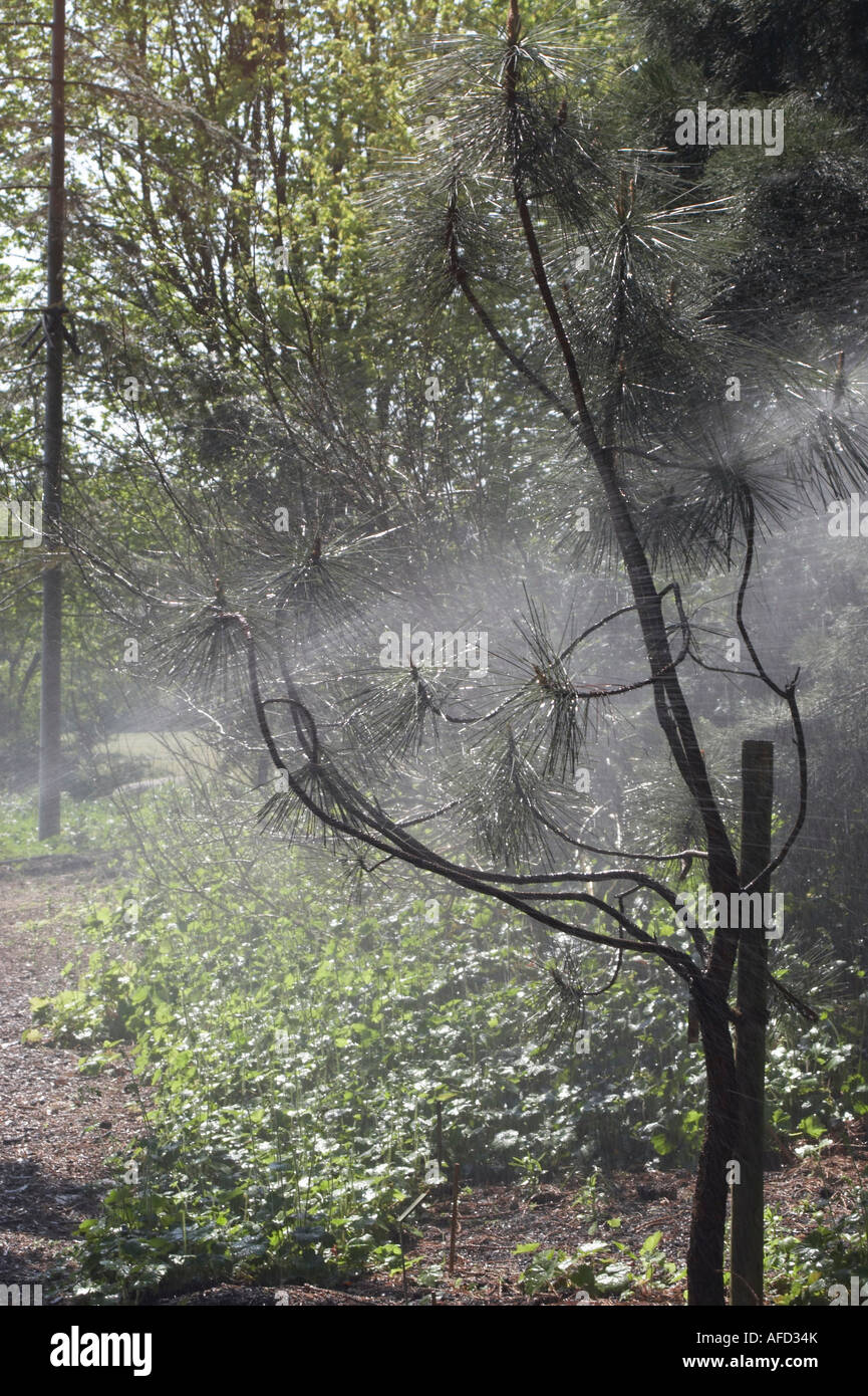trees while spray irrigation Stock Photo - Alamy