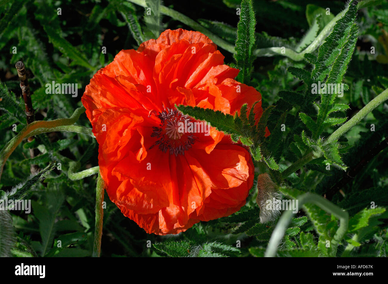Deep red poppy hi-res stock photography and images - Alamy