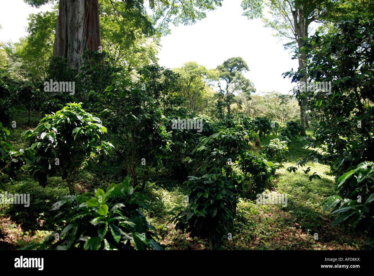 Selva negra coffee farm in matagalpa hi-res stock photography and ...
