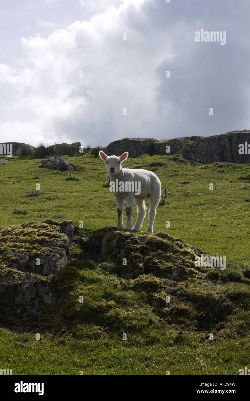 Lost sheep hi-res stock photography and images - Alamy