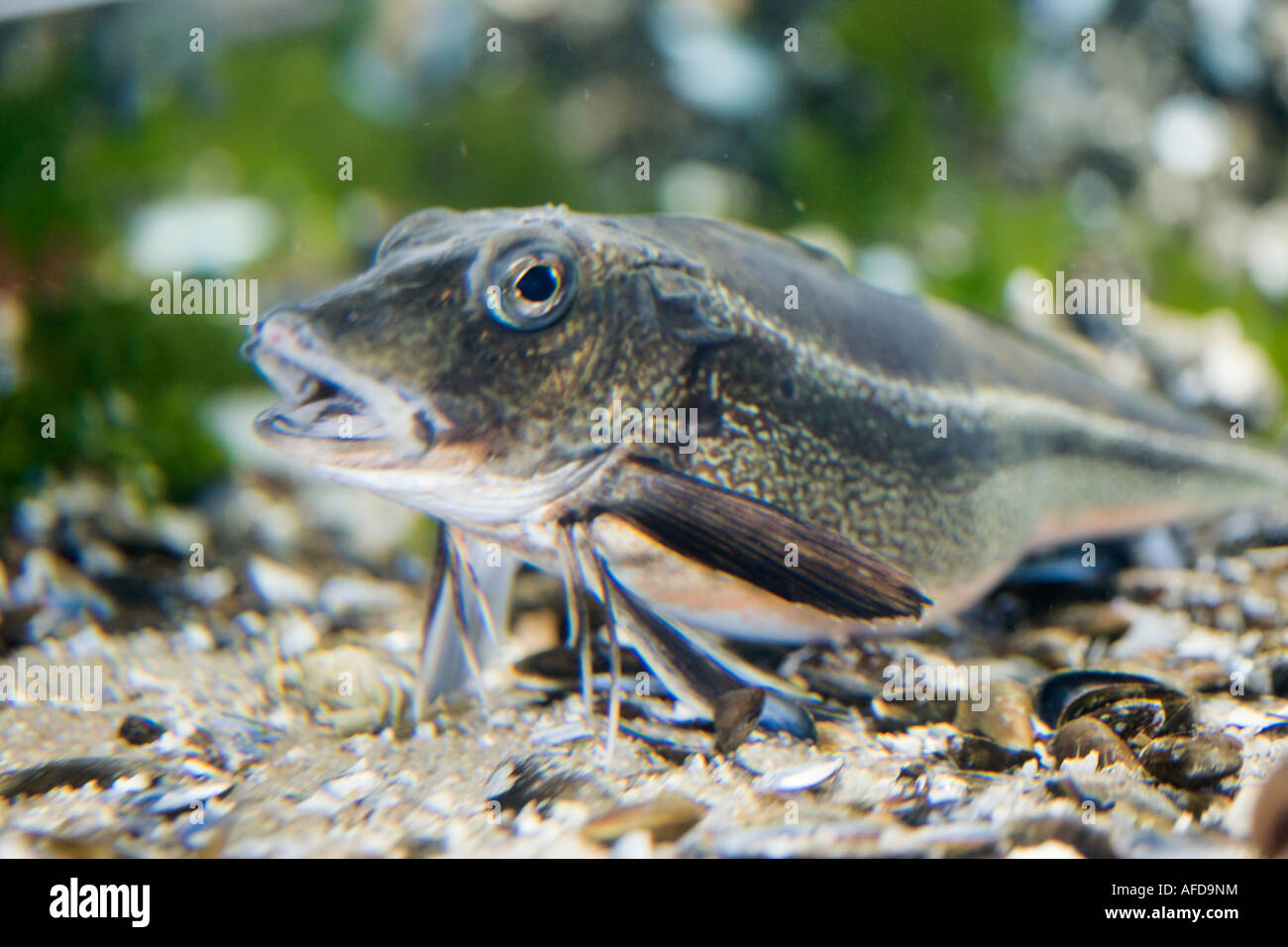Grey gurnard fish hi-res stock photography and images - Alamy