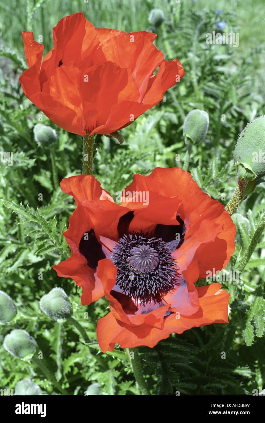 two red poppy Stock Photo - Alamy
