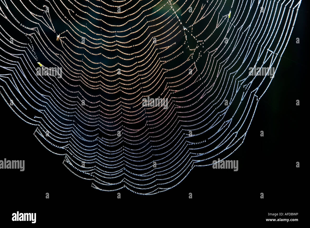 Black single spider hi-res stock photography and images - Alamy