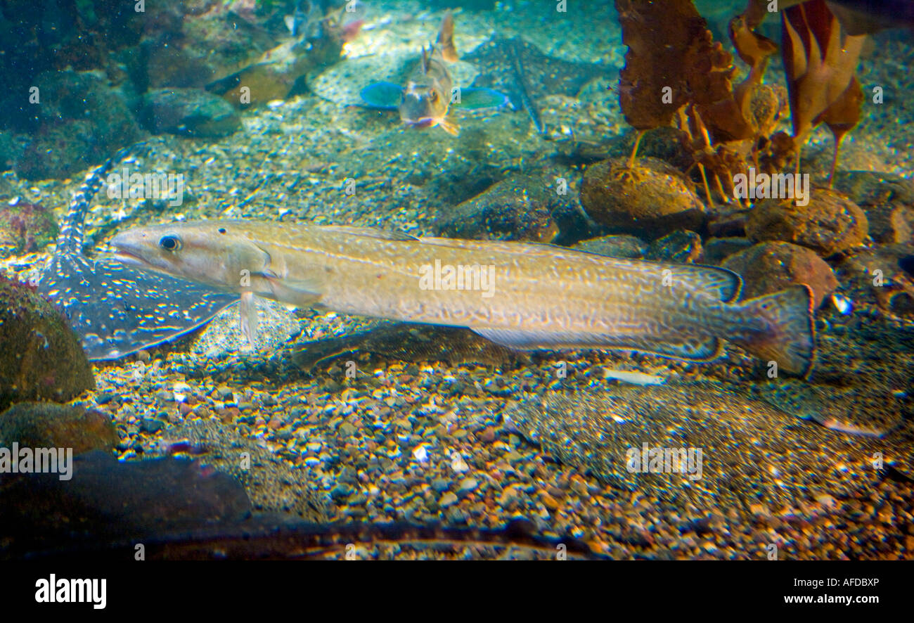 Ling fish hi-res stock photography and images - Alamy