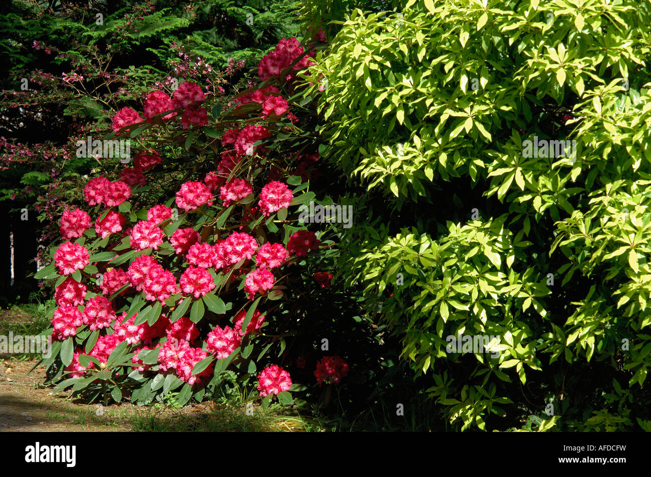 Red rhododendrons in full flower next to a tall pieris bush in fresh ...