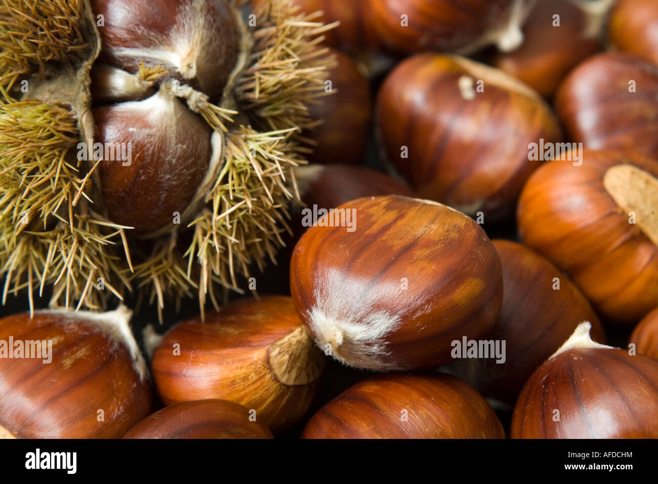 Green spiky shells hi-res stock photography and images - Alamy
