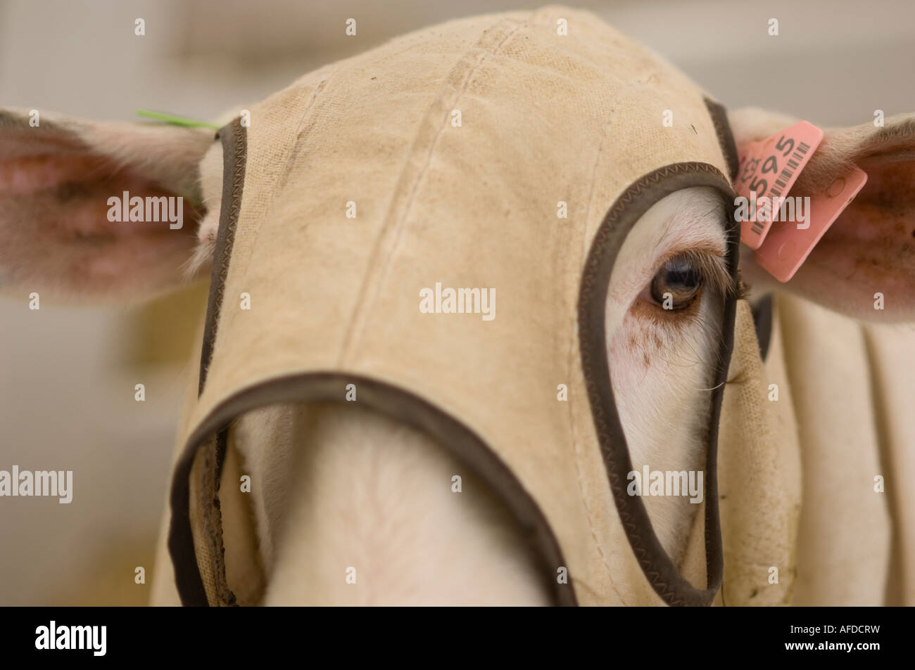 Sheep wearing sheep blanket hi-res stock photography and images - Alamy