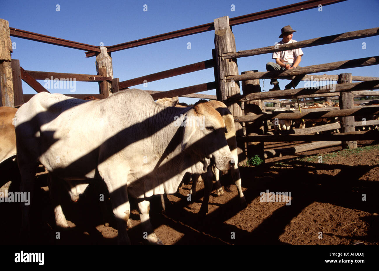 Stockman and Cattle Stock Photo - Alamy