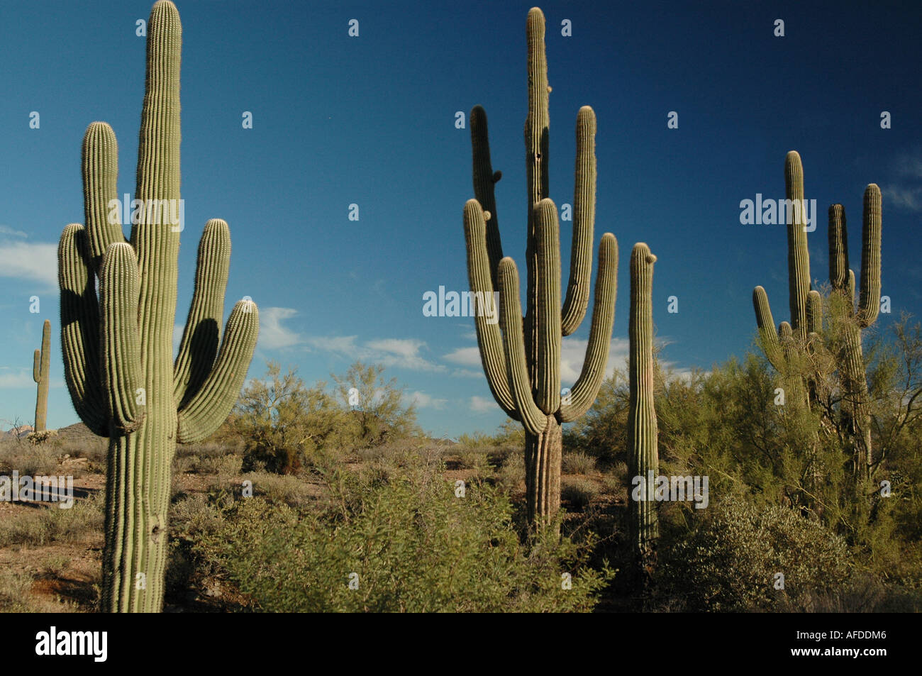Saguaro Cactus, Apache Trail, Arizona-USA Stock Photo - Alamy