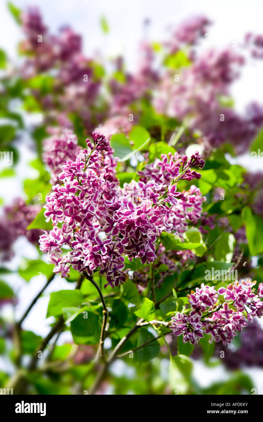 Lilac tree hi-res stock photography and images - Alamy