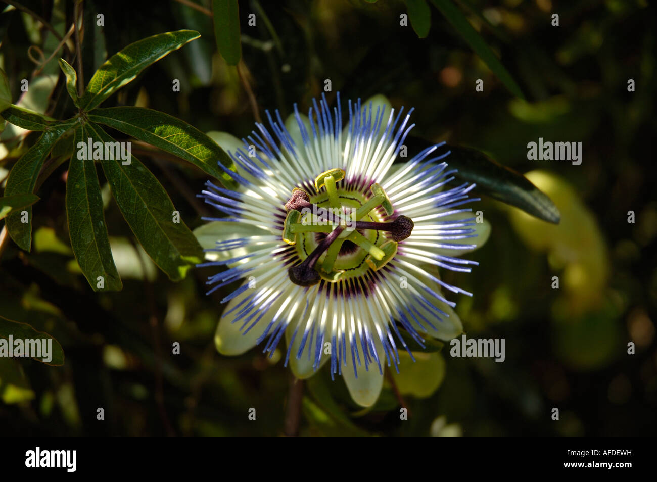 Passiflor hi-res stock photography and images - Alamy