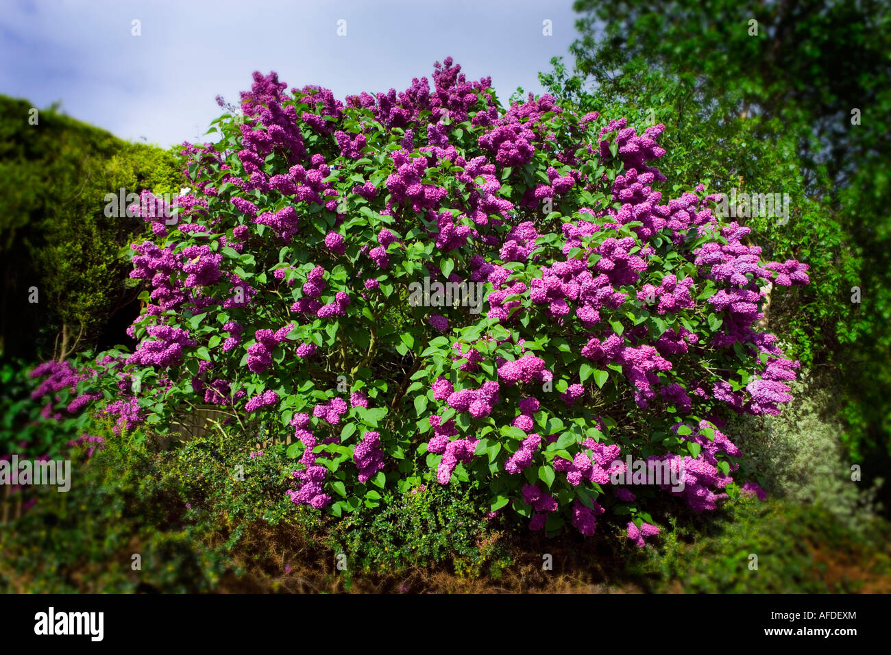 Lilac bush in flower Stock Photo - Alamy