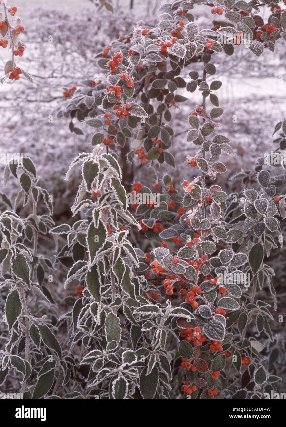 Winter hoar frost on plants, Berkshire, England, United Kingdom Stock ...
