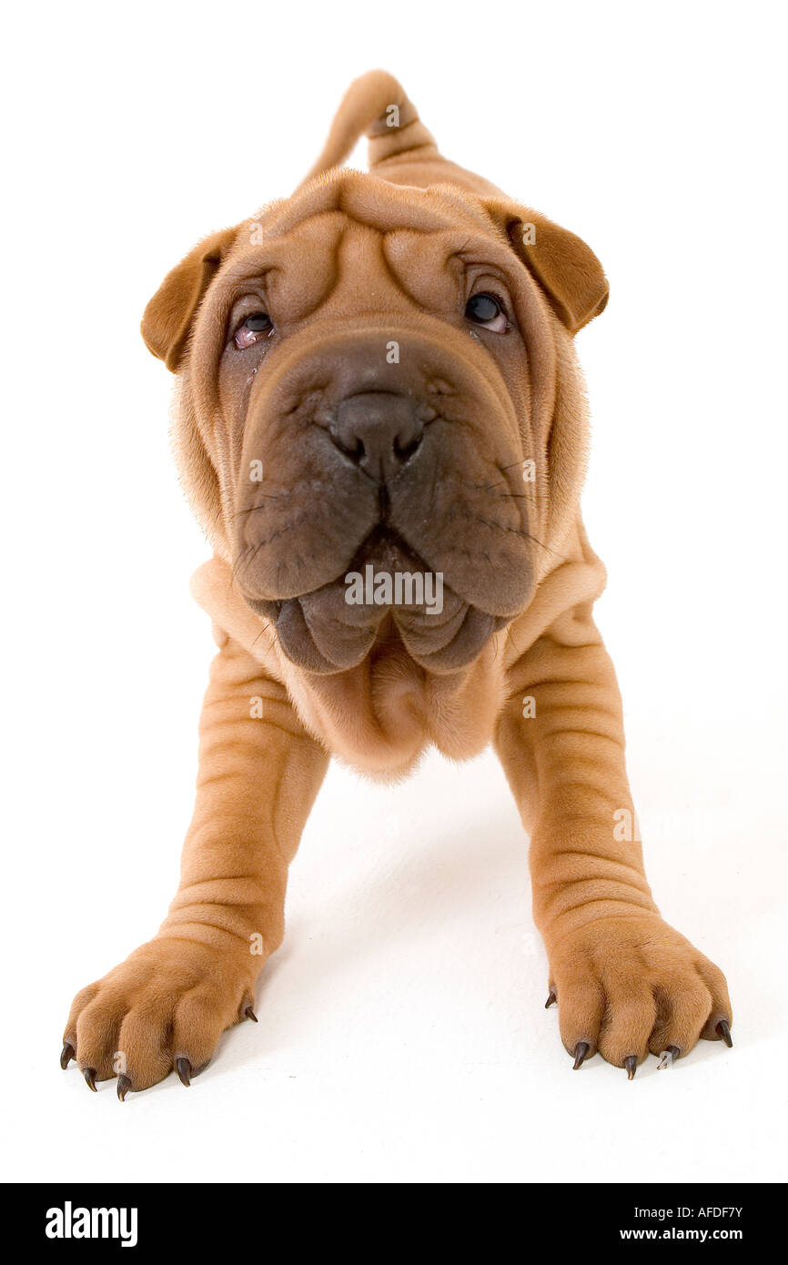 Shar pei Puppy Stock Photo - Alamy